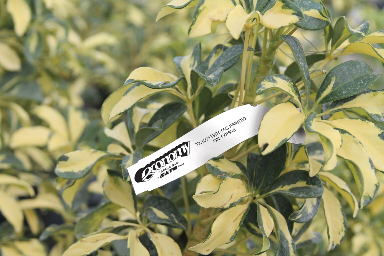 Home – Specialty Tag